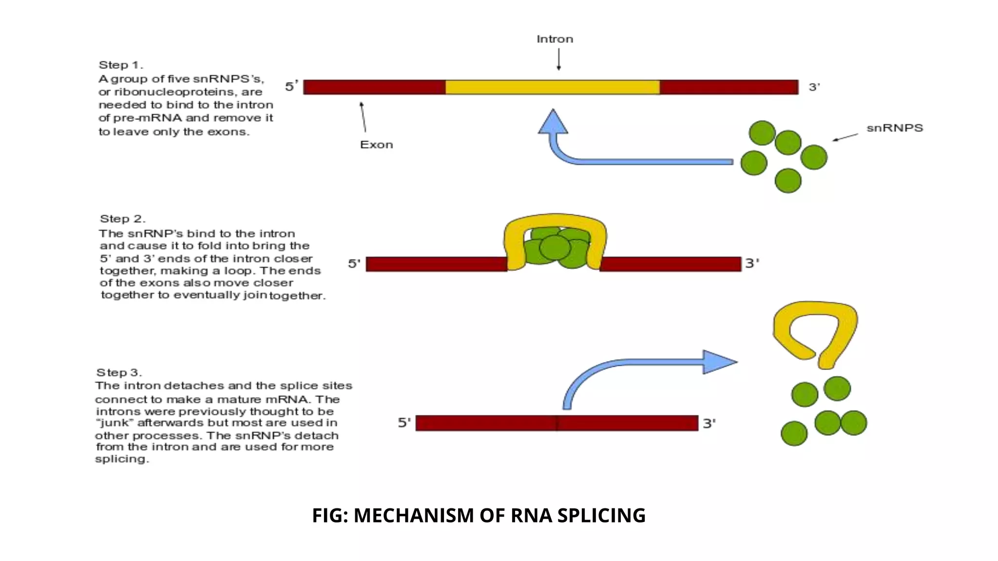Rna Splicing Presentation Pptx
