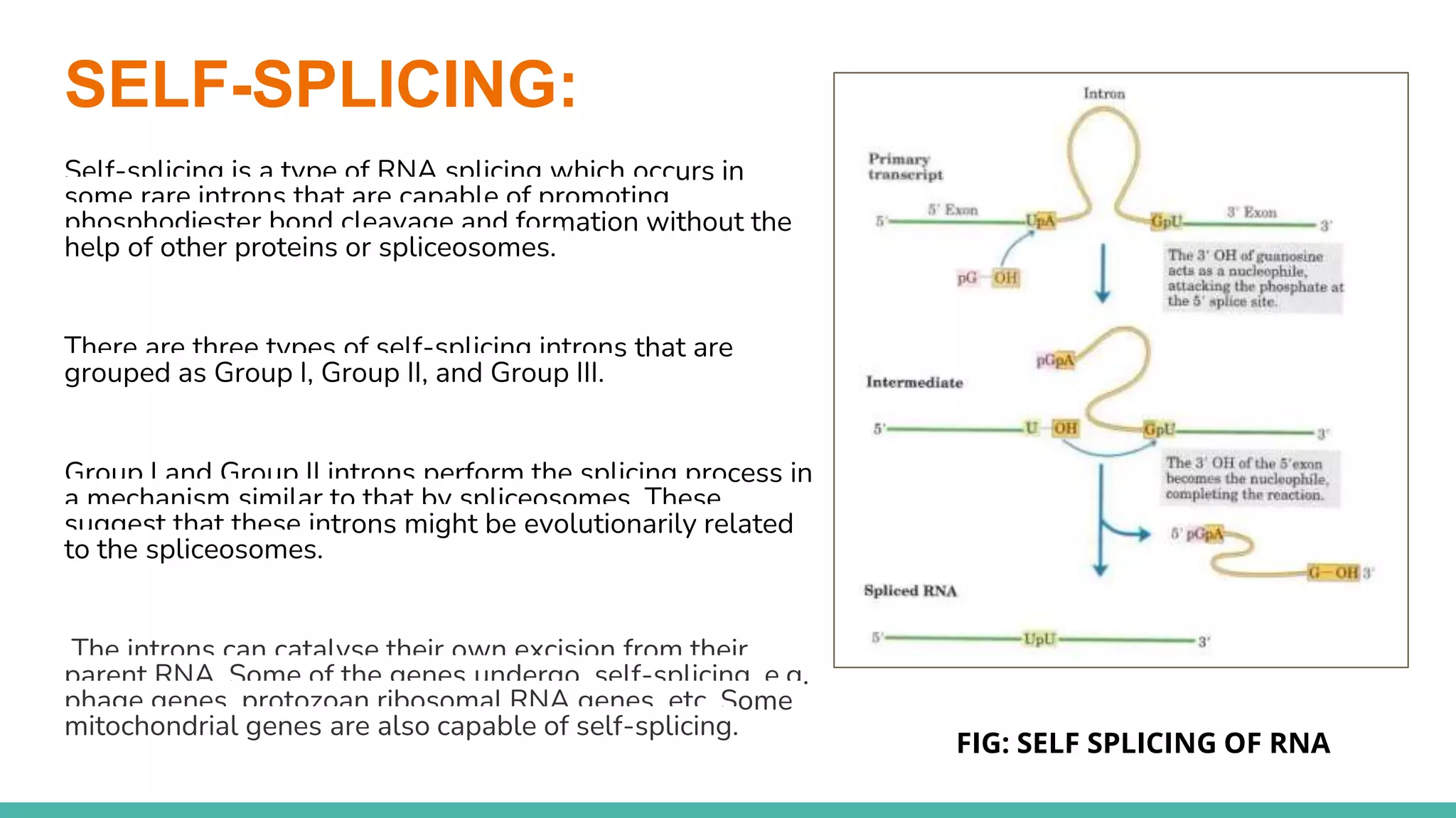RNA Splicing presentation.pptx