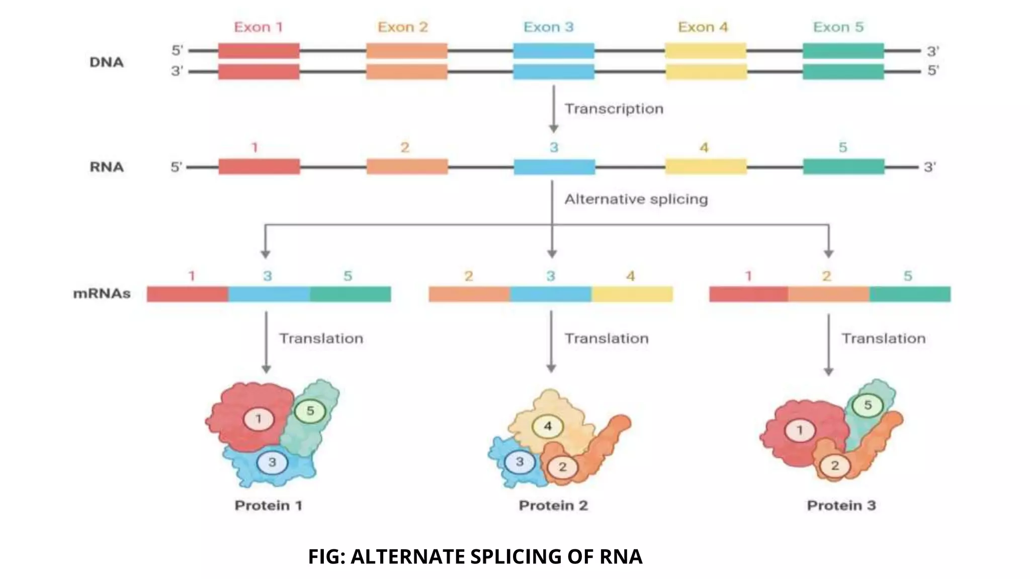 RNA Splicing presentation.pptx