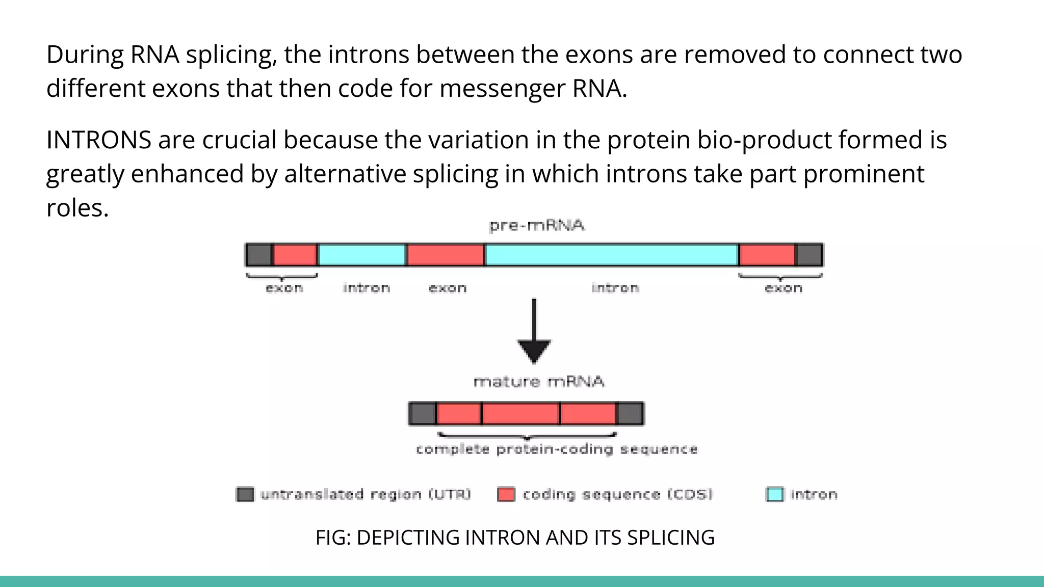 RNA Splicing presentation.pptx
