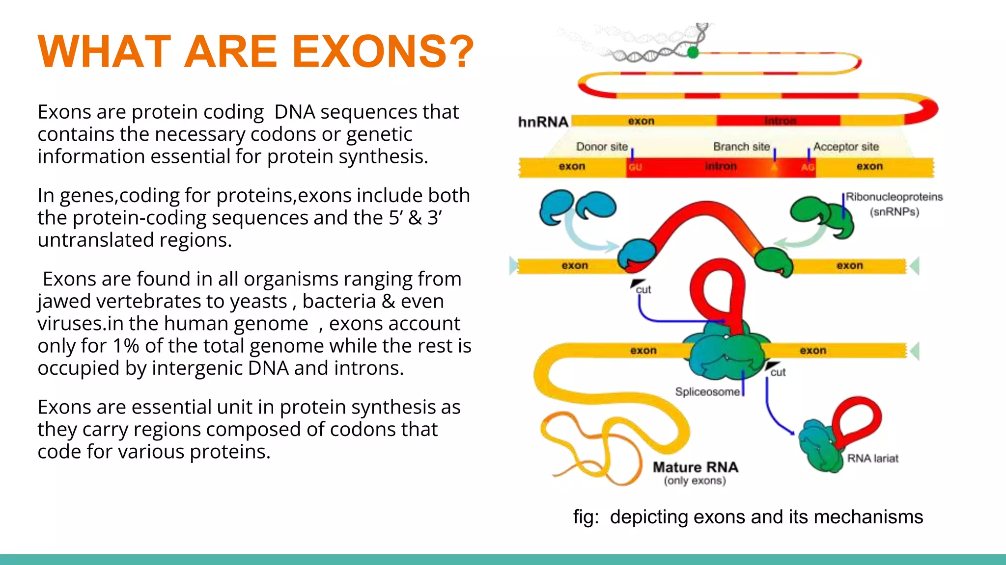 RNA Splicing presentation.pptx