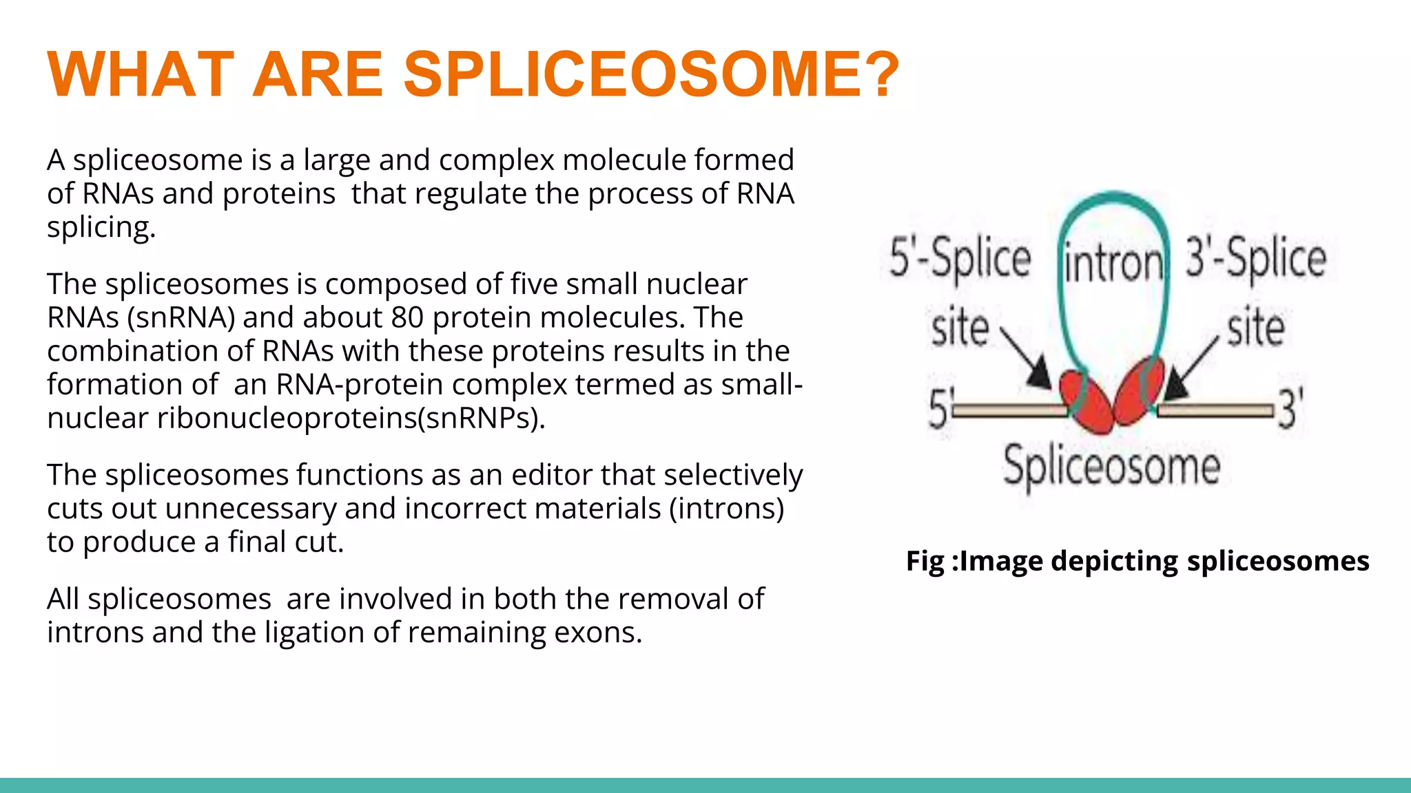 RNA Splicing presentation.pptx