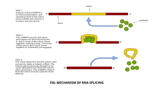 RNA Splicing presentation.pptx
