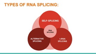 RNA Splicing presentation.pptx