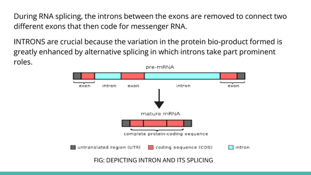 RNA Splicing presentation.pptx