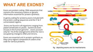 RNA Splicing presentation.pptx