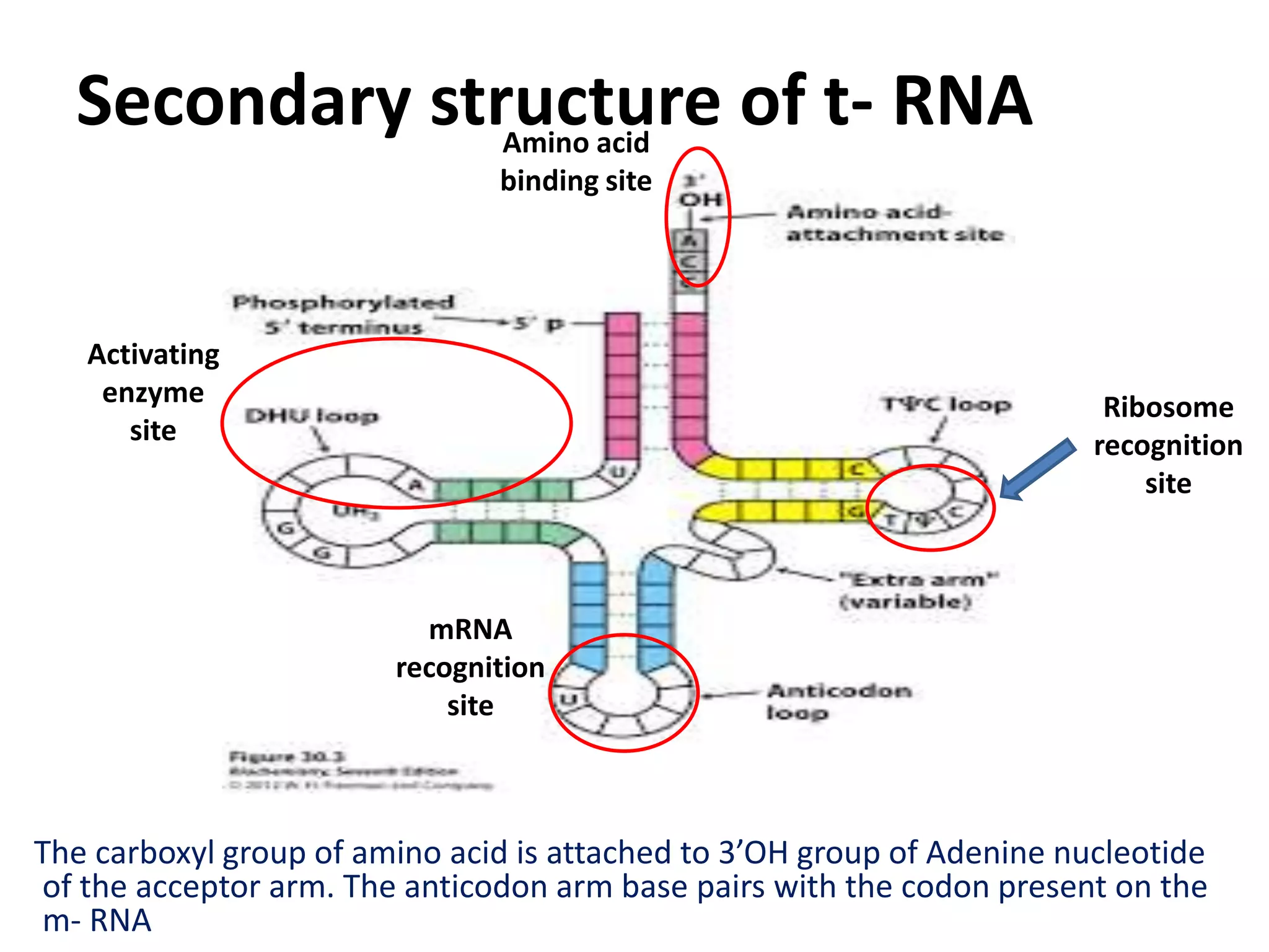 Rna structure | PPTX | Programming Languages | Computing