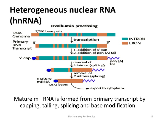Rna structure | PPTX | Programming Languages | Computing