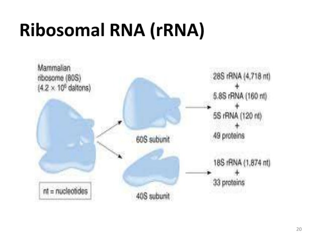 Rna structure | PPTX | Programming Languages | Computing