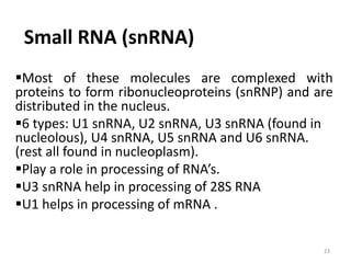 Rna structure | PPTX