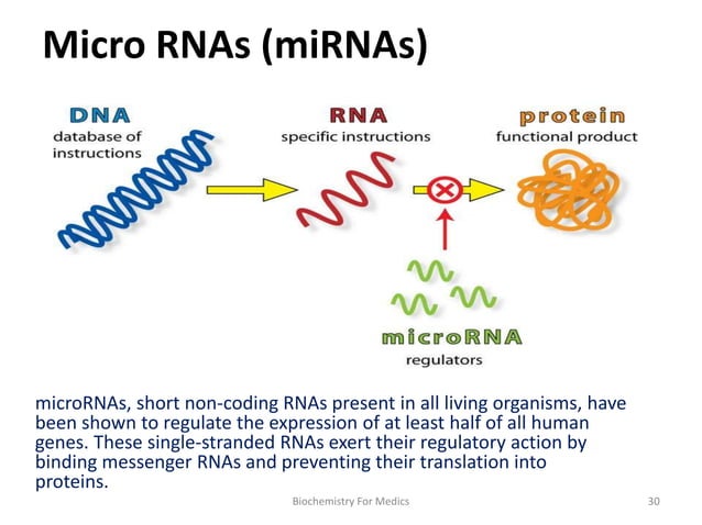 Rna structure | PPTX | Programming Languages | Computing