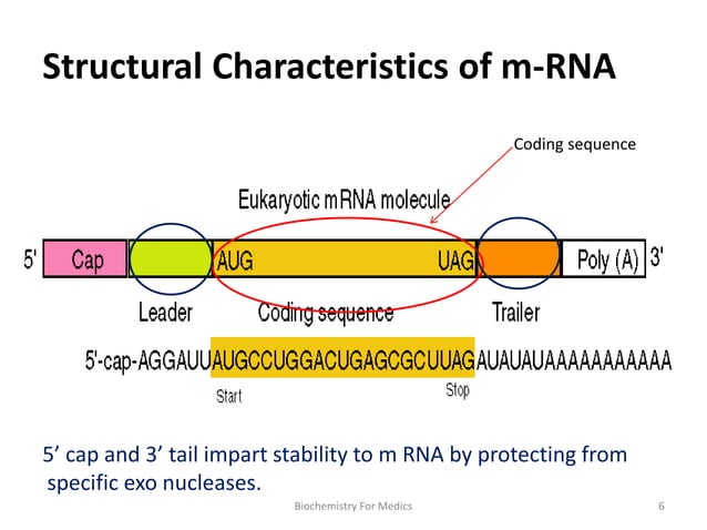 Rna structure | PPTX | Programming Languages | Computing