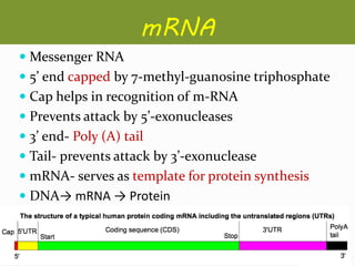RNA structure | PPTX