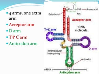 RNA structure | PPTX