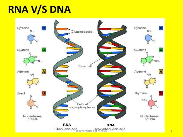 Rna structure | PPT