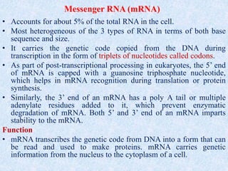 Rna structure | PPTX