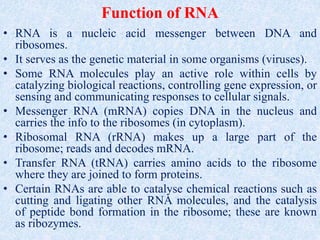 Rna structure | PPTX