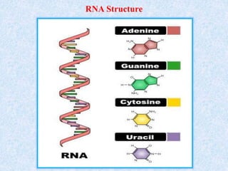 Rna structure | PPTX