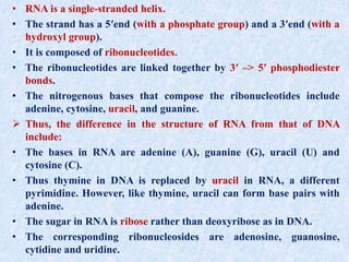 Rna structure | PPTX