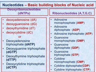 Rna structure | PPTX