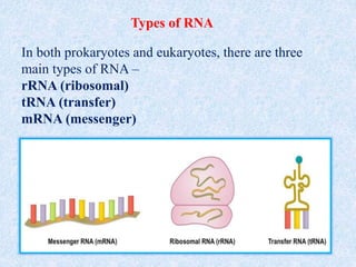 Mrna Trna Rrna Structure