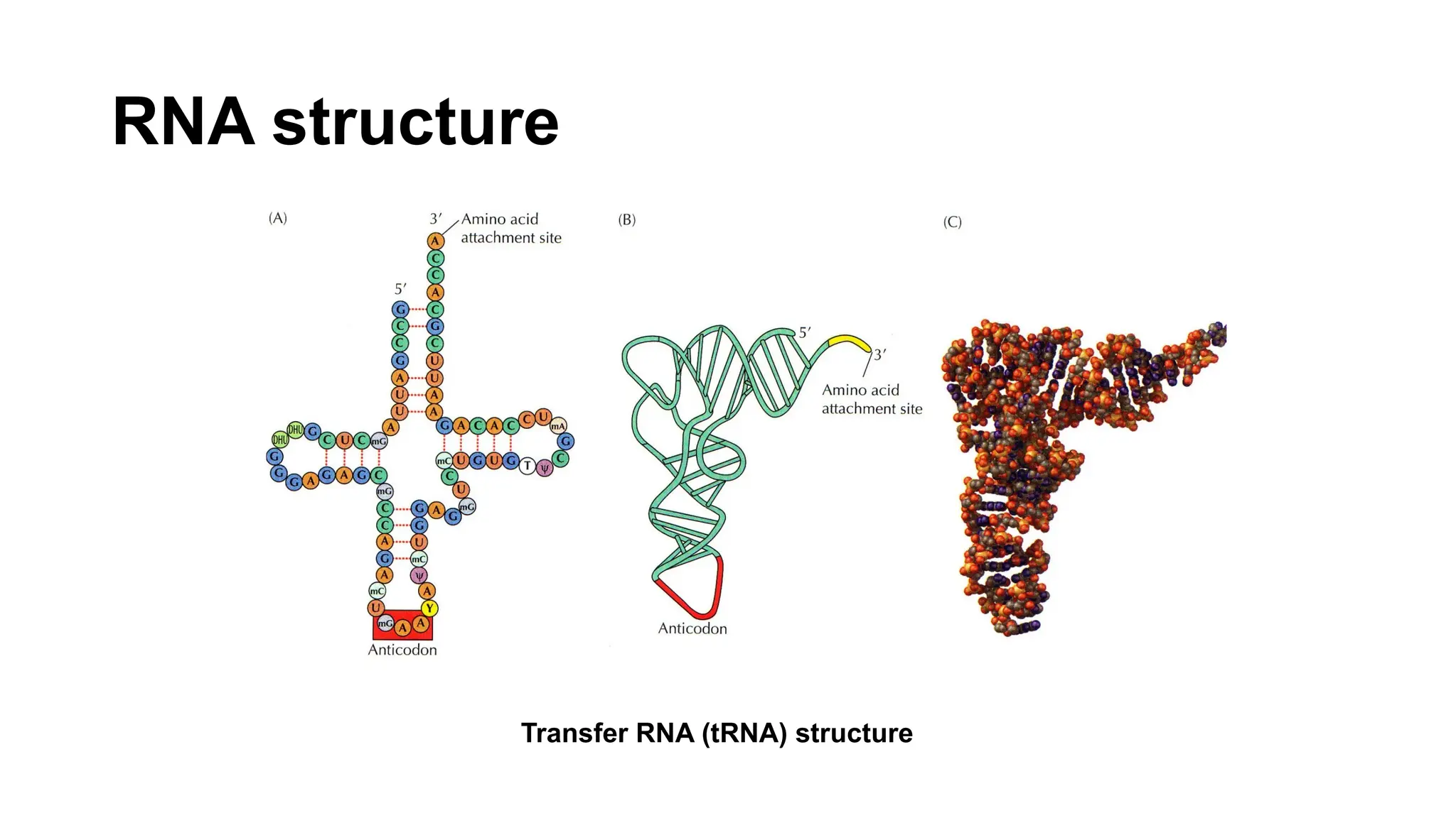 RNA structure, types and function in the living system | PPTX