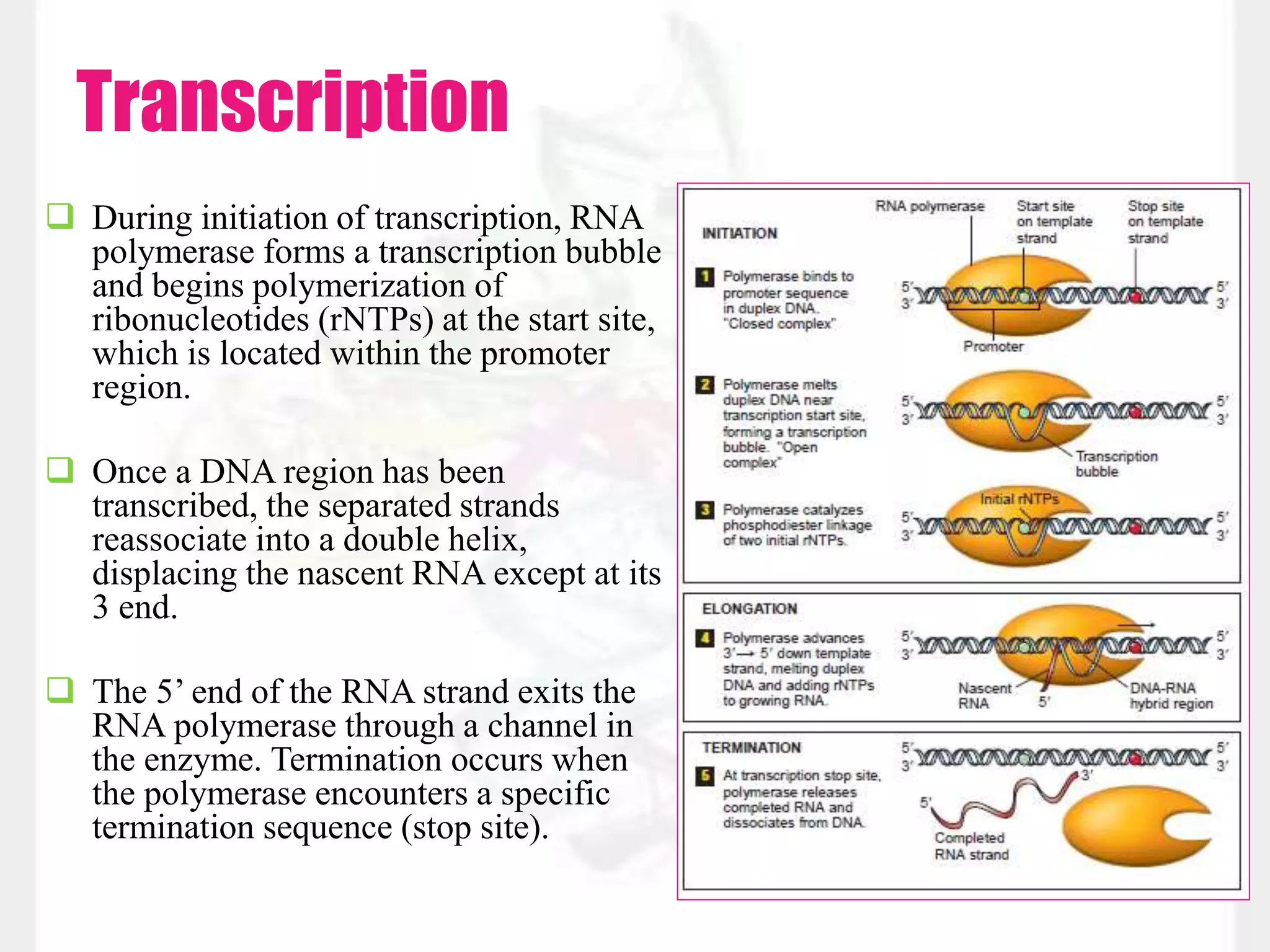 RNA structure | PPTX