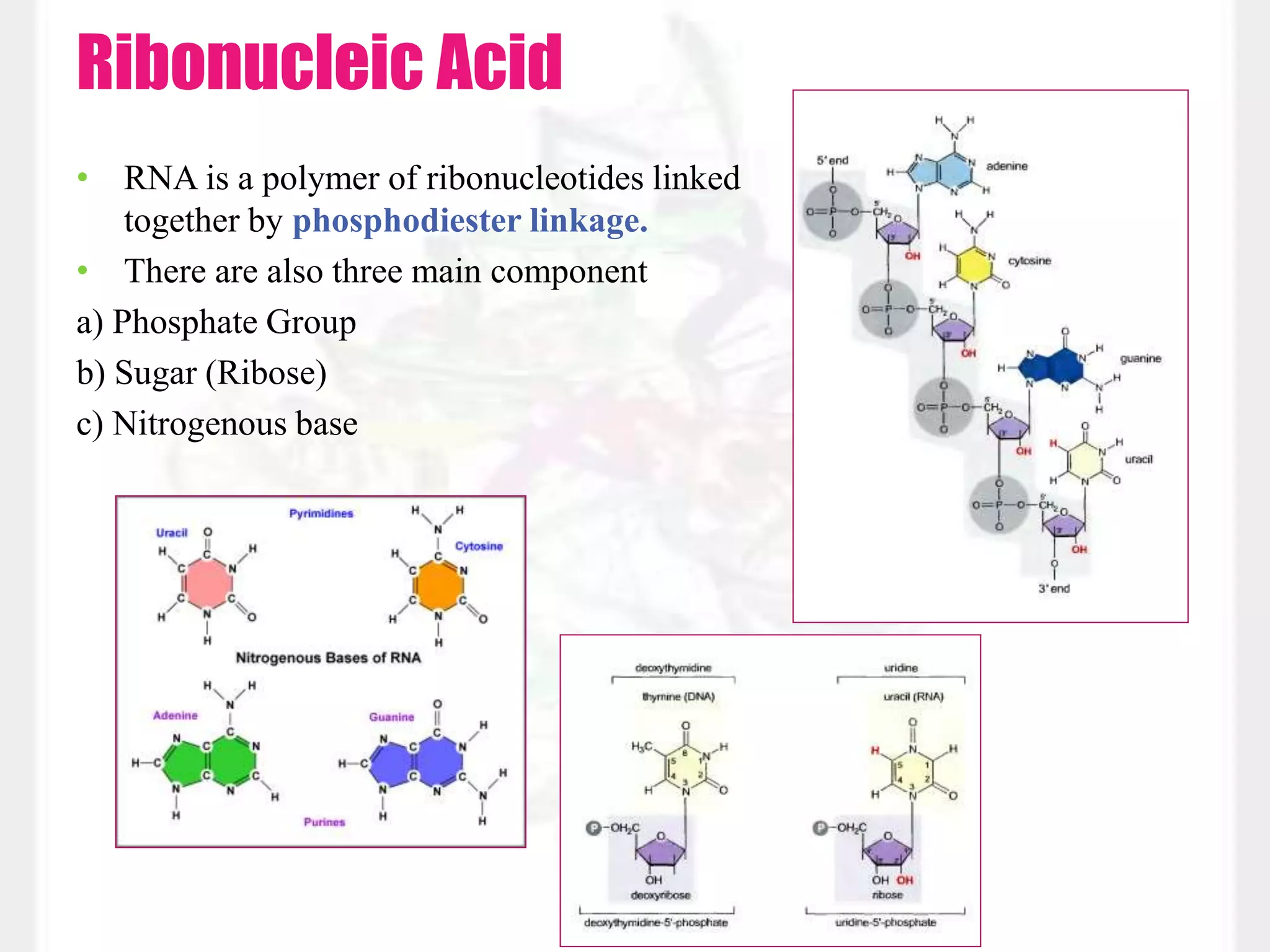 RNA structure | PPTX