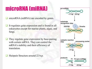 RNA structure | PPT