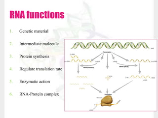 RNA structure | PPT