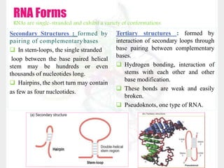 RNA structure | PPT