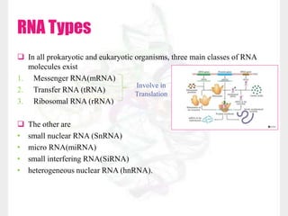 RNA structure | PPT
