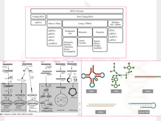 RNA structure | PPT