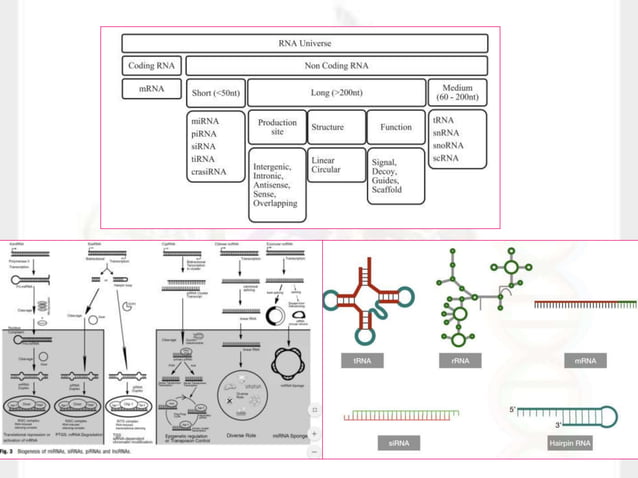 RNA structure | PPT