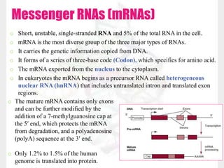 RNA structure | PPT