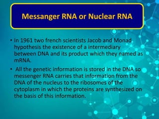 RNA_ Structure-WPS Office.pptx | Biological Sciences | Science