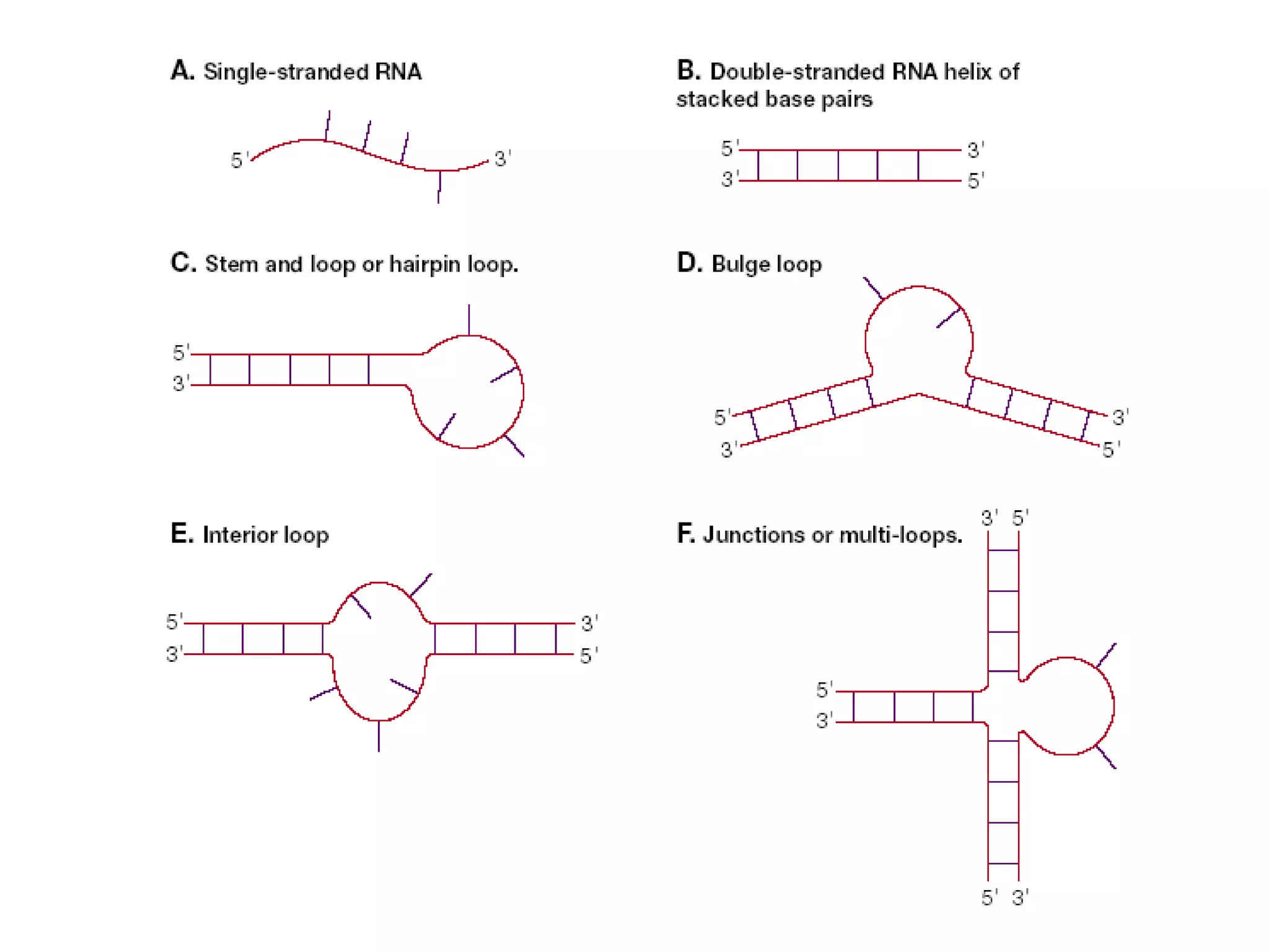 RNA structure analysis | PPT