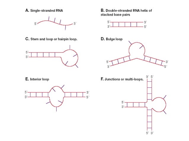 RNA structure analysis | PPT | Programming Languages | Computing