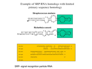 RNA structure analysis | PPT