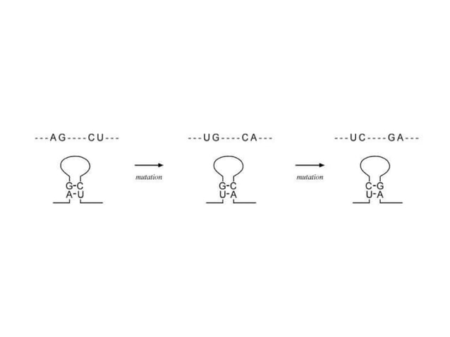 RNA structure analysis | PPT | Programming Languages | Computing
