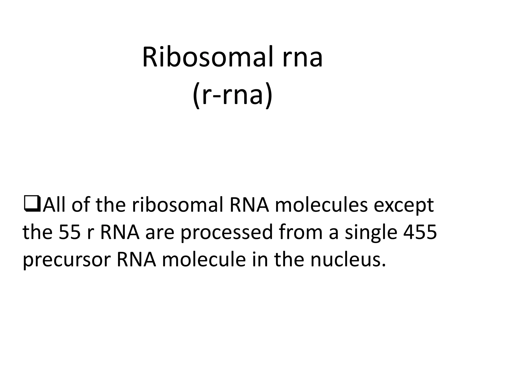Rna structure and function | PPTX