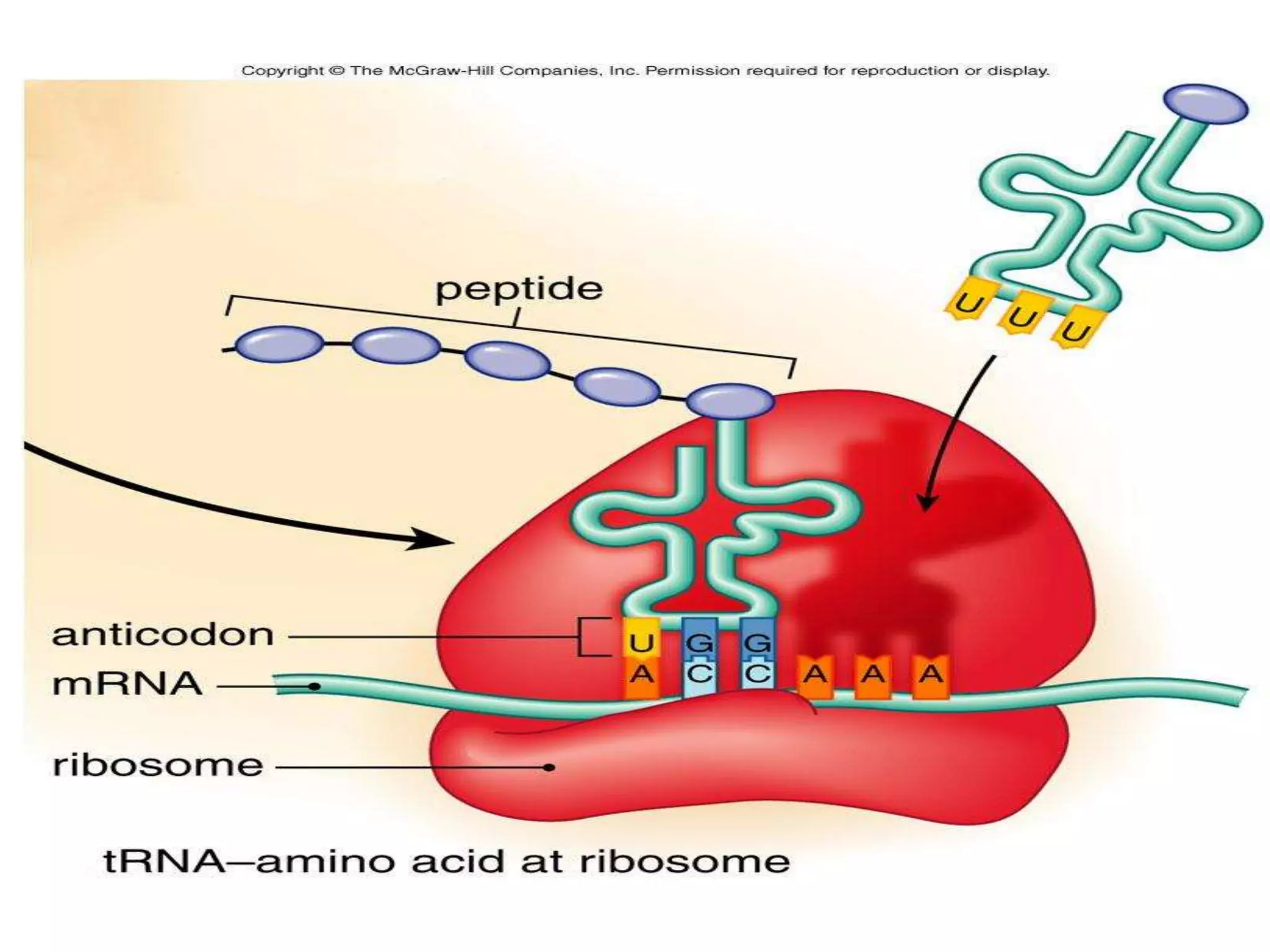 Rna structure and function | PPTX