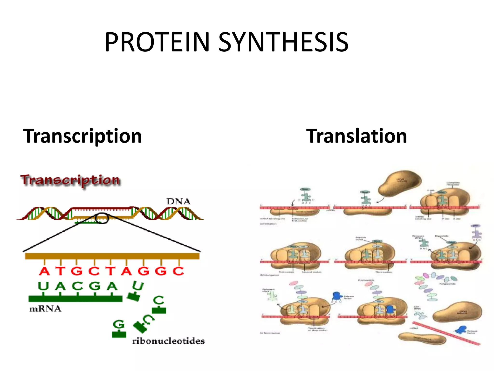 Rna structure and function | PPTX