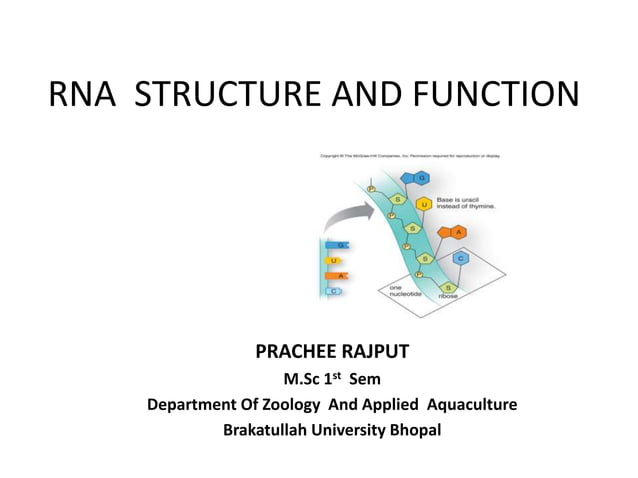 Rna structure and function | PPTX