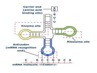 Rna structure and function | PPTX