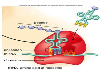 Rna structure and function | PPTX