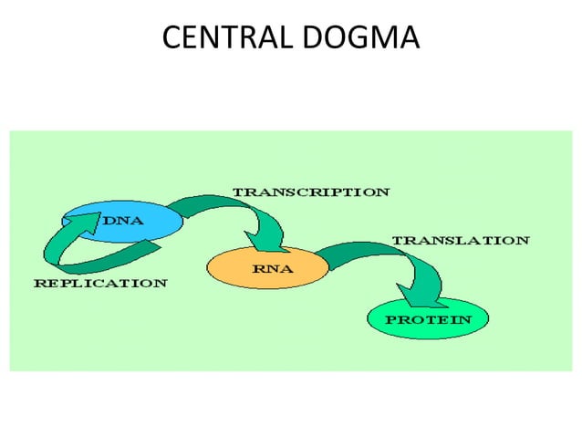 Rna Structure And Function Pptx