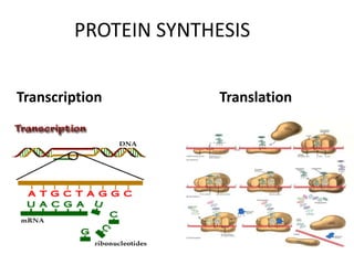 Rna structure and function | PPTX