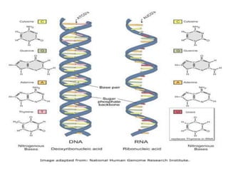 Rna structure and function | PPTX