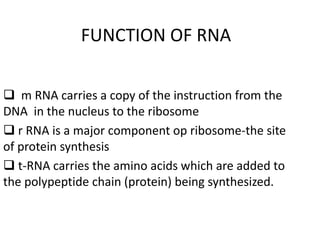 Rna structure and function | PPT